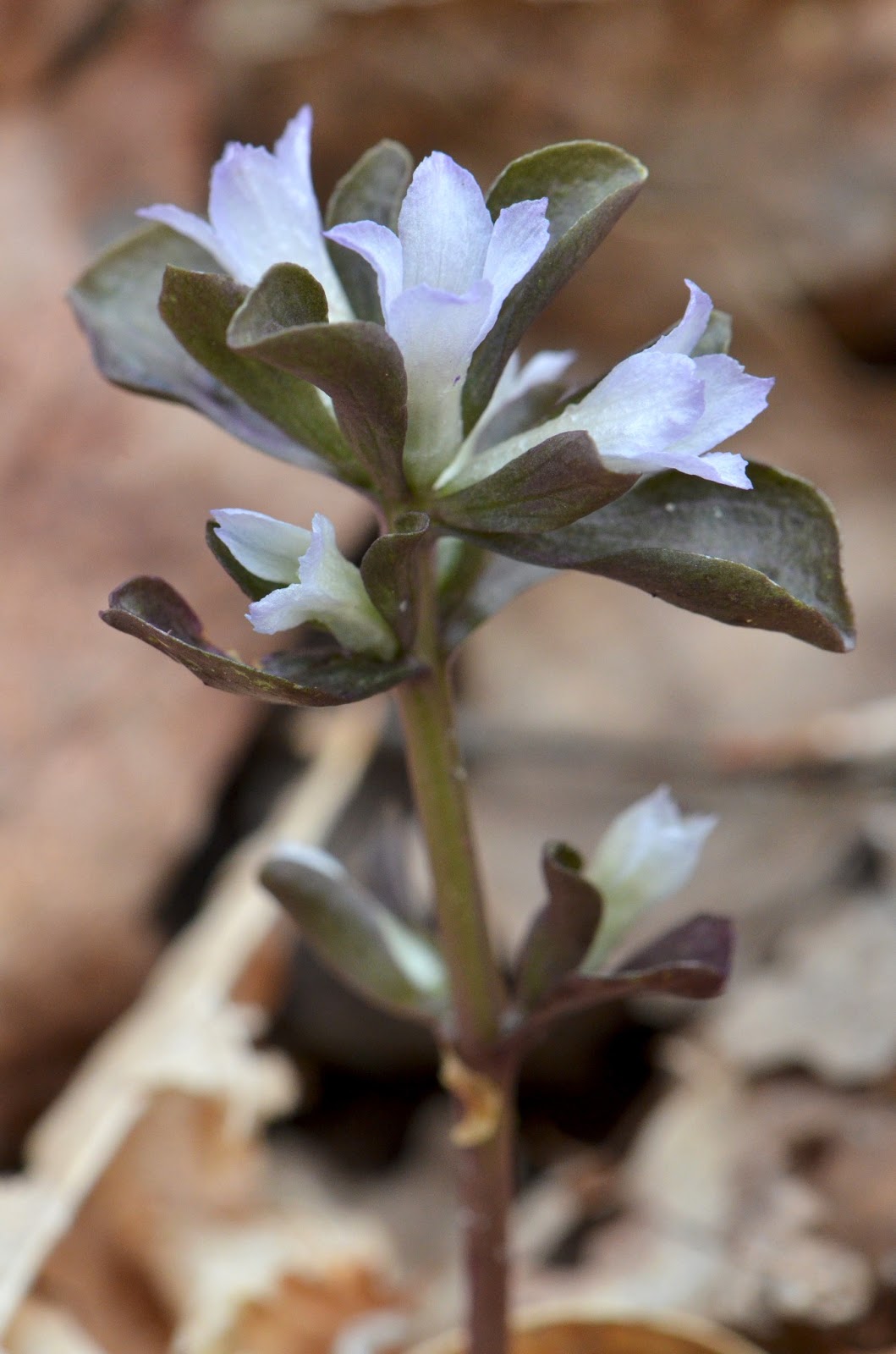 The Kentucky Nature Blog: Spring Wildflowers at Anglin Falls State ...