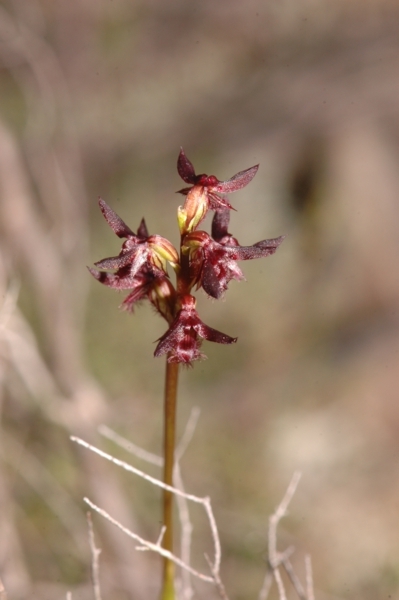 The Nature of Robertson: A big day out at Tallong