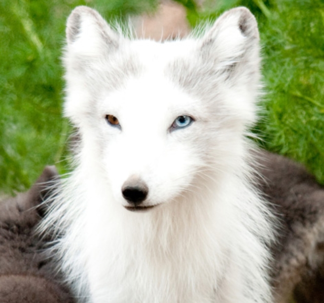 White Wolf : Photographer Takes Heart-Melting Photos Of Young Arctic ...