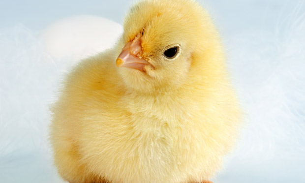 O GRITO DO BICHO: Um pintinho folgadinho - Santuário Gaia