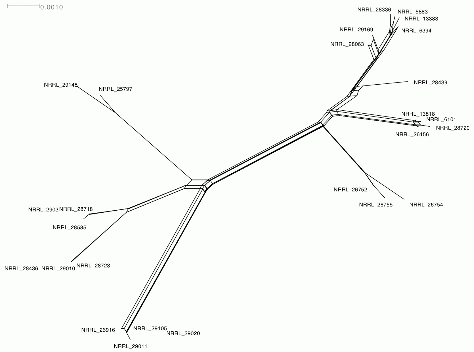 The Genealogical World of Phylogenetic Networks: Some possible ...