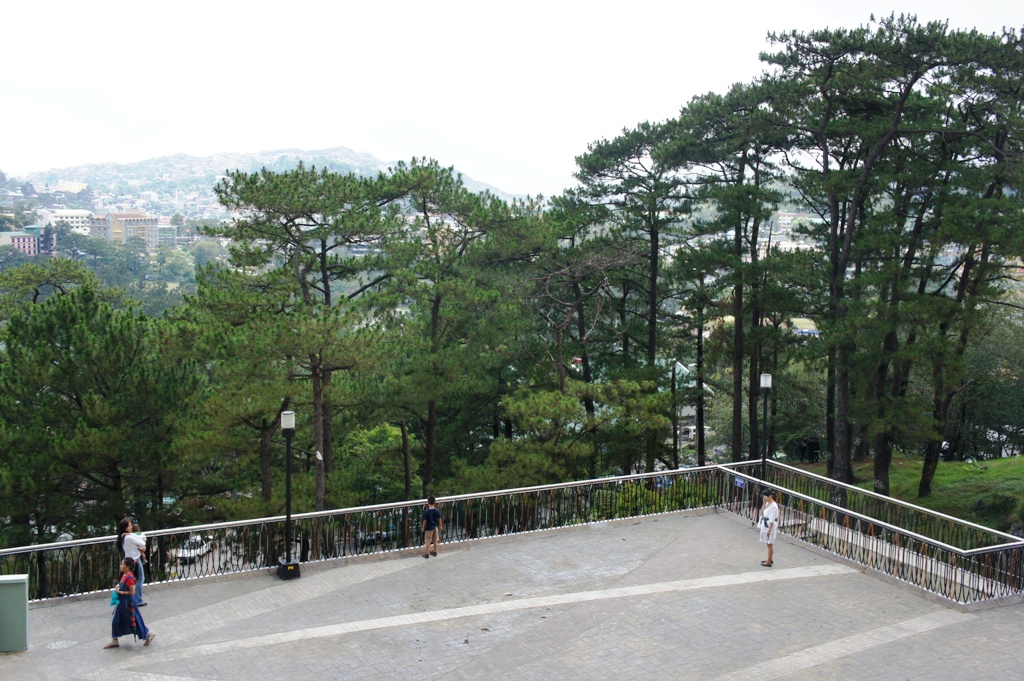 OUR PHILIPPINE TREES: My Last View of the SM Baguio Pine Trees