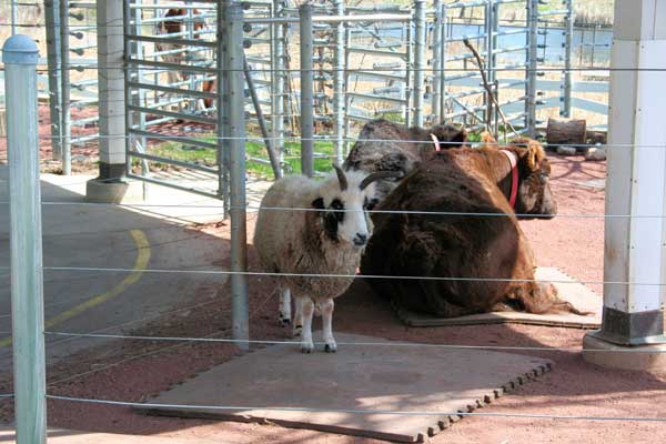Voglio il mondo a colori: Chicago, Farm-in-the-Zoo