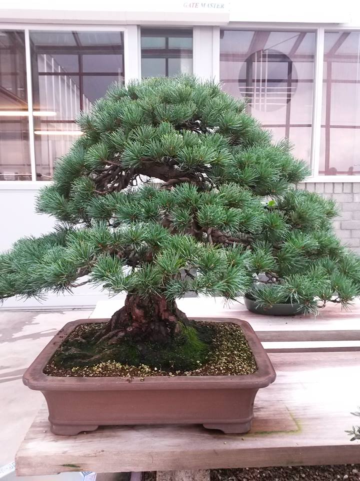 Bonsai Haven: SPECIE: AGOHO