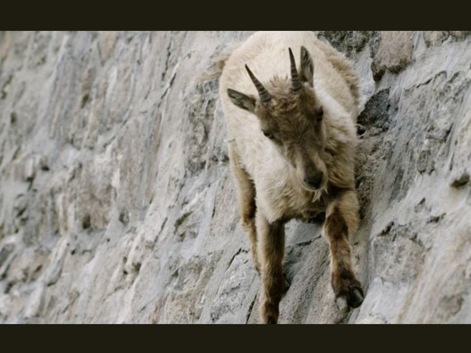 CLASA NOASTRĂ: [ FOTO ] CAPRA DE MUNTE