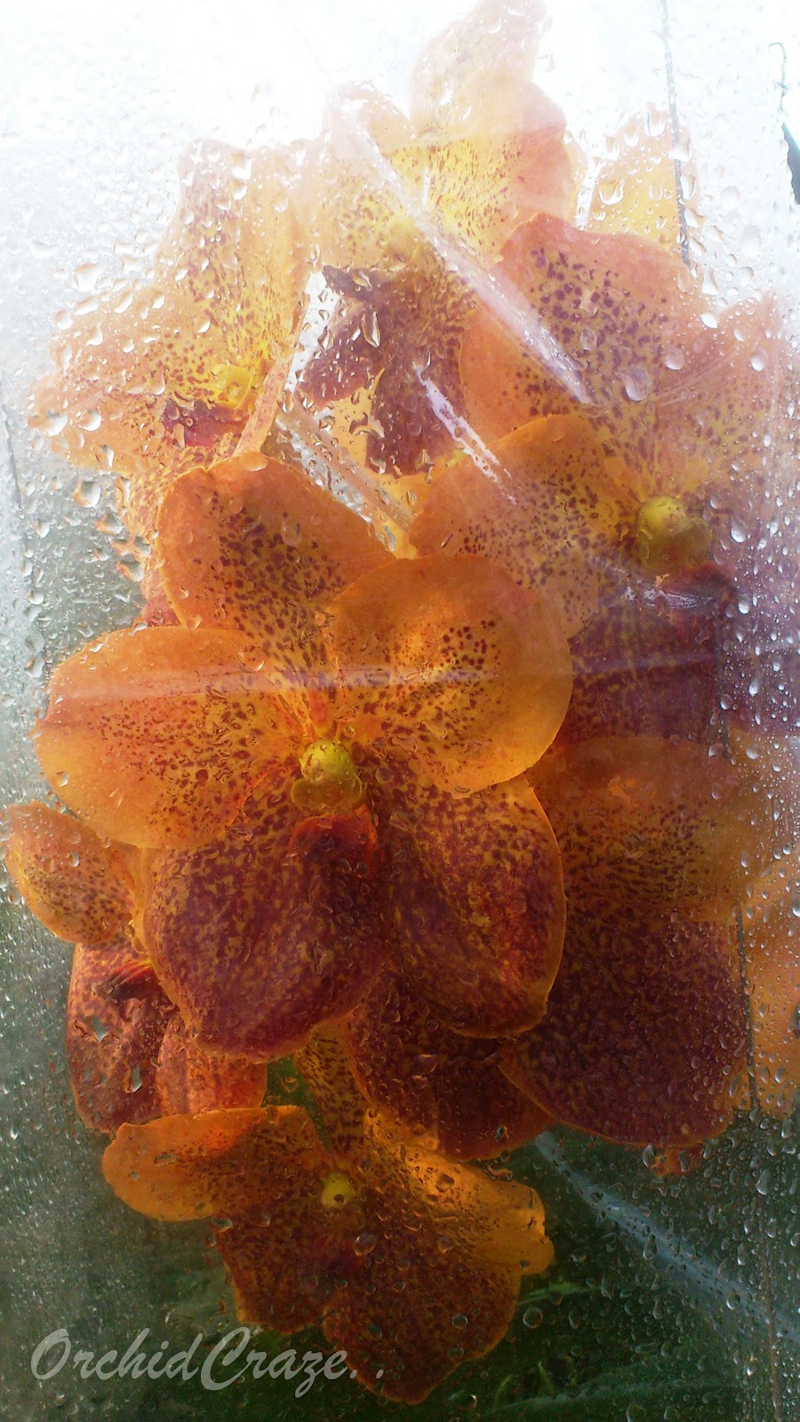 OrchidCraze: Jalan-Jalan Cari Orkid : Bangkok, Thailand..Part 1