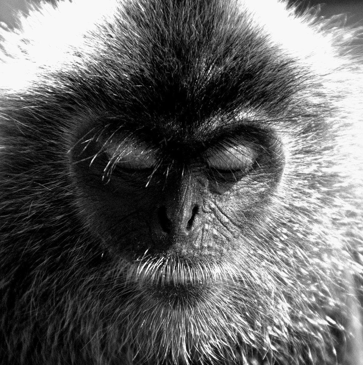 ReedWrites: "M" is for Malaysia's Magnificent Mammals, Monkeys ...