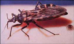 Global Environmental Health: Parasitic Diseases