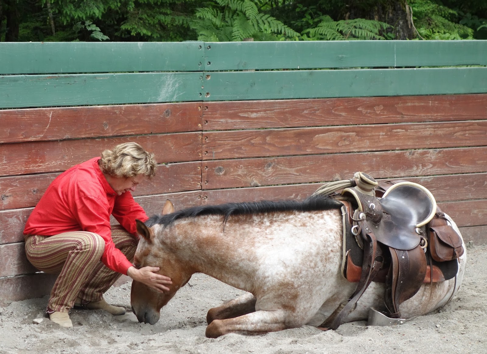 Proper attire for a Colt? | Colt Forum