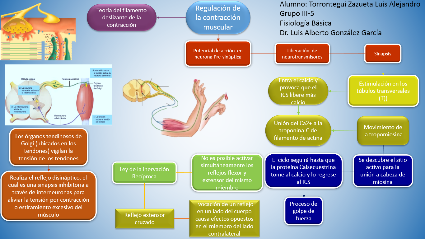 Fisiología Básica: Regulación de la contracción muscular y control ...