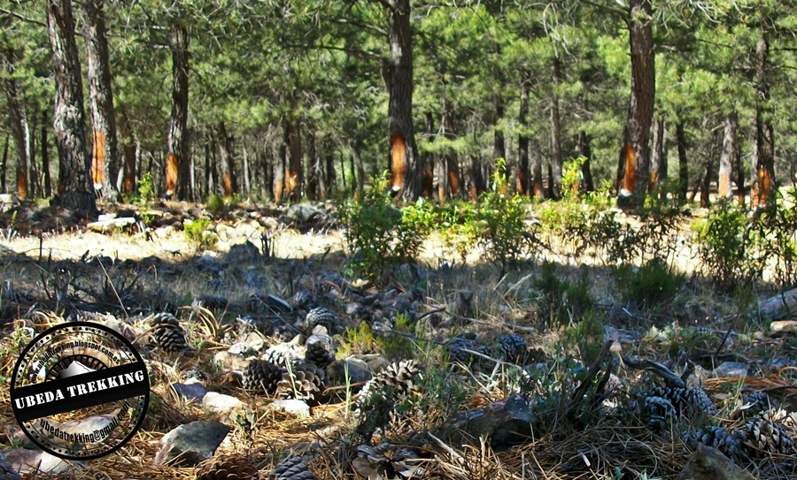 ÚBEDATREKKING : RUTA 075 - (OT) - MIRANDA DEL REY, PICO ESTRELLA ...