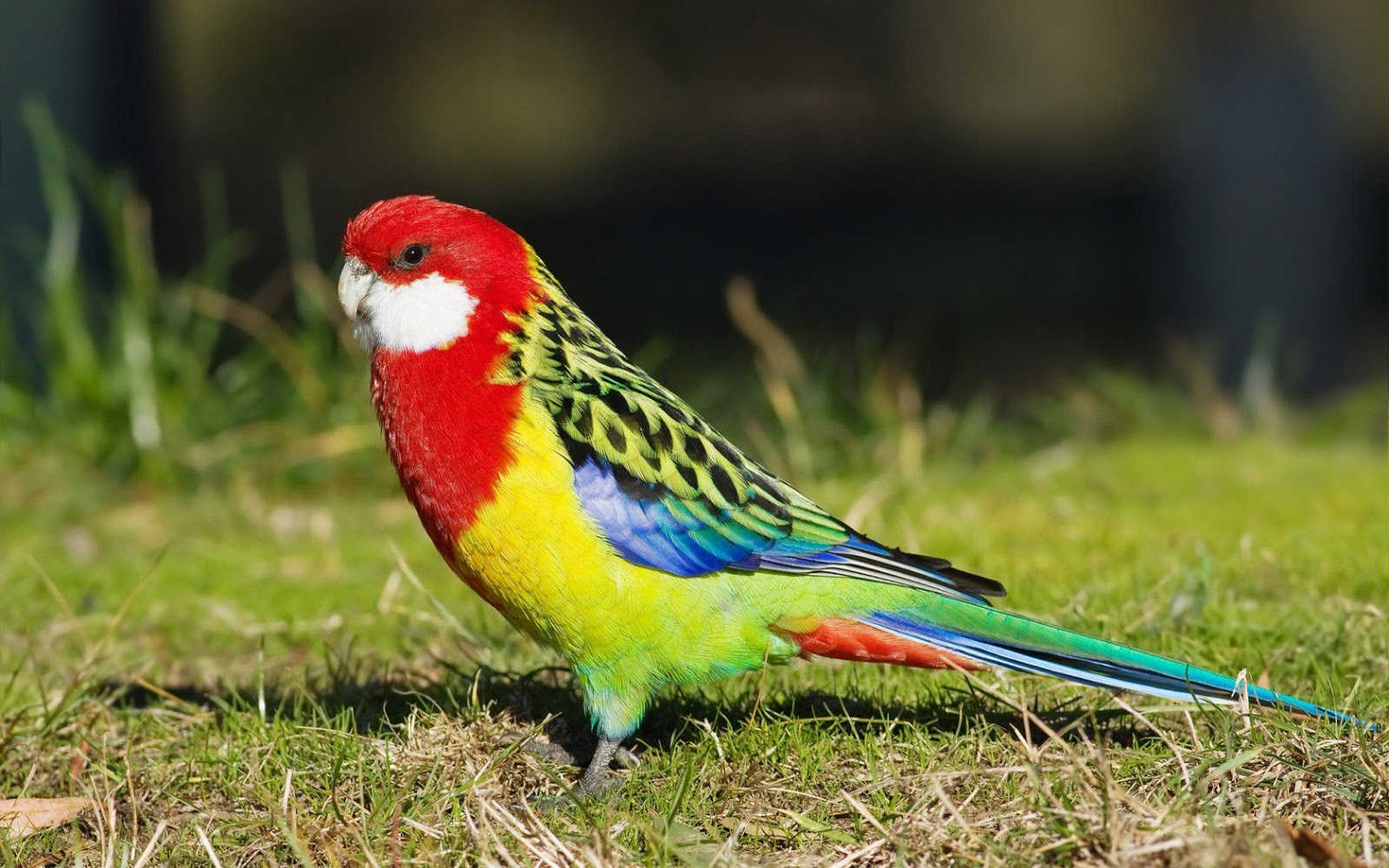 Beautiful Parrot Wallpaper