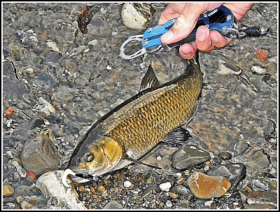 Spinning Fish: Cavedano a Finesse