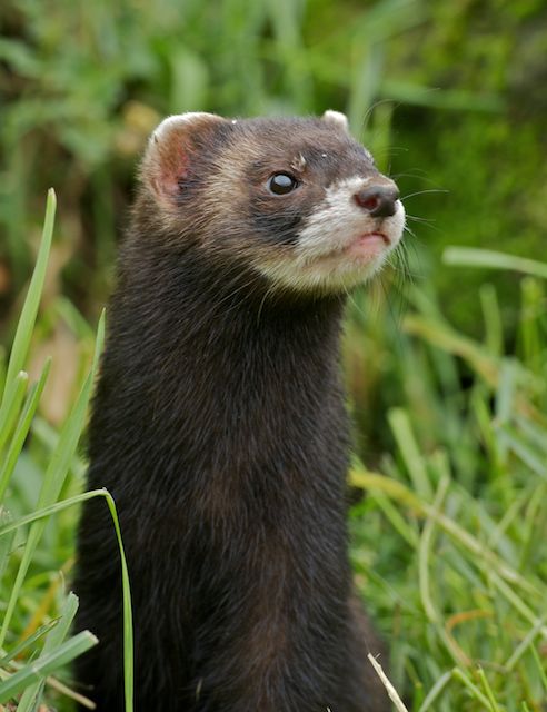 British Wildlife Centre ~ Keeper's Blog: Polecat Babies