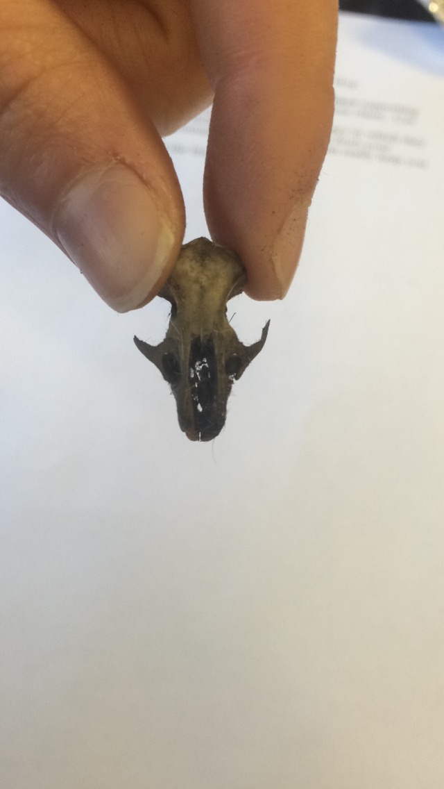 Amanda's Blog : Owl Pellet Lab