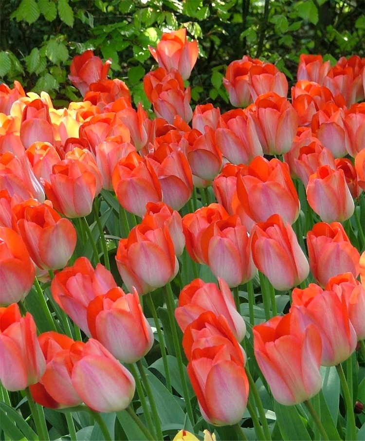 Big Chief | Darwin Hybrid Tulip ~ Tulips Territory