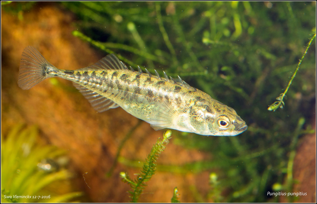 Studio Kwaak: Pungitius pungitius (tiendoornige stekelbaars).