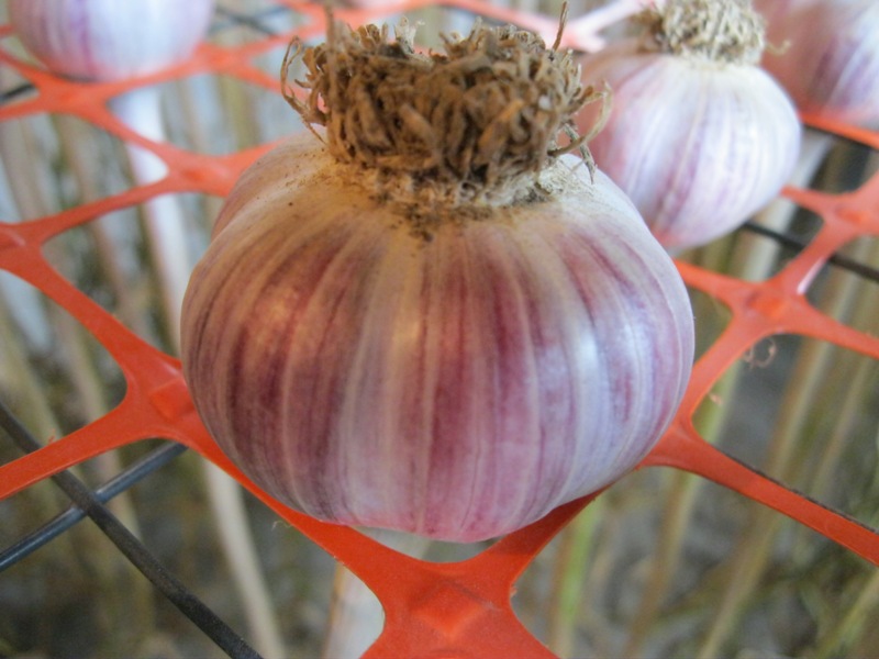 Plants and Stones: Cured Garlic