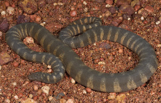 Ular Asli Indonesia: Acrochordidae