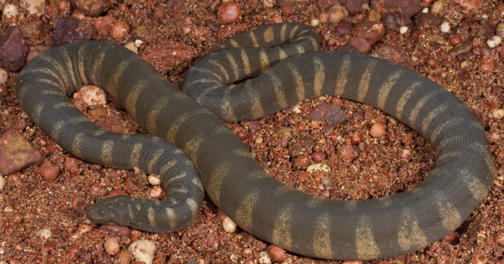 Ular Asli Indonesia: Acrochordidae