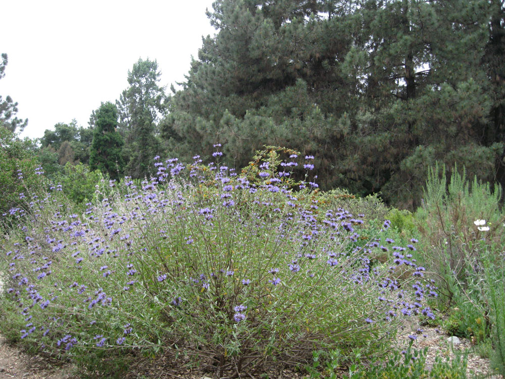 Mother Nature's Backyard - A Water-wise Garden: Plant of the Month ...