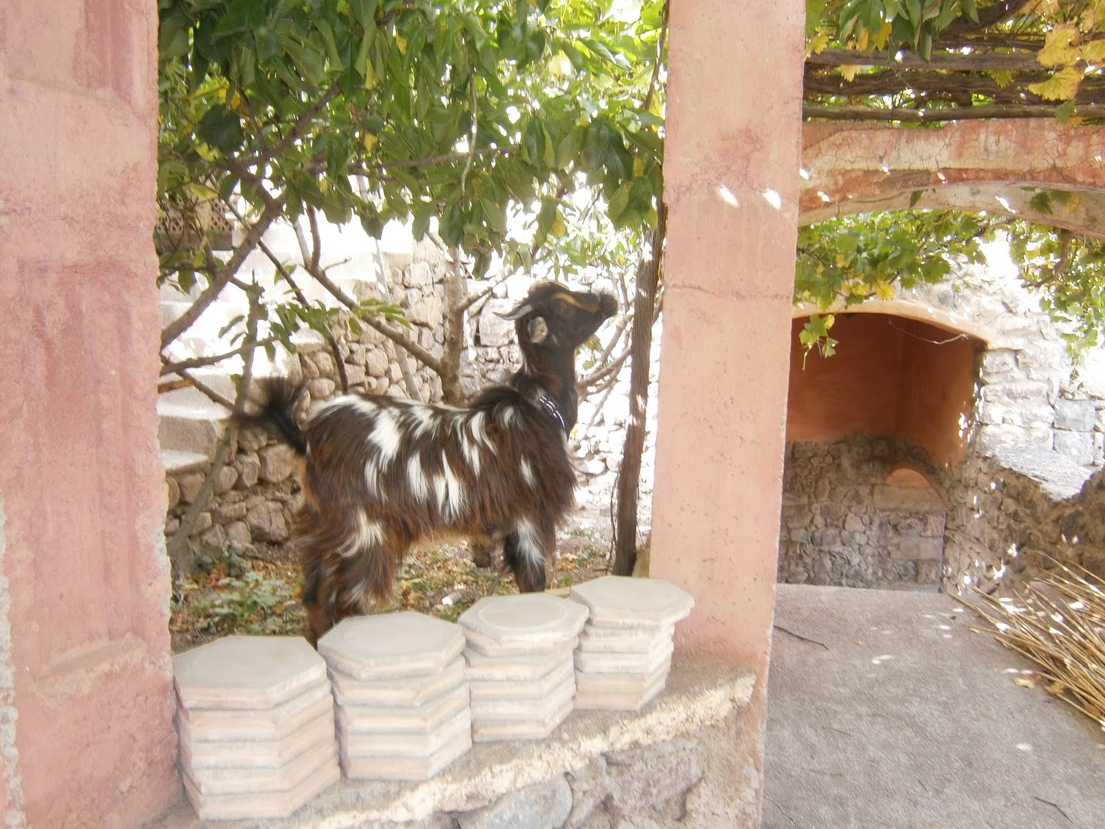 To & For Pets: Chèvre/Goat