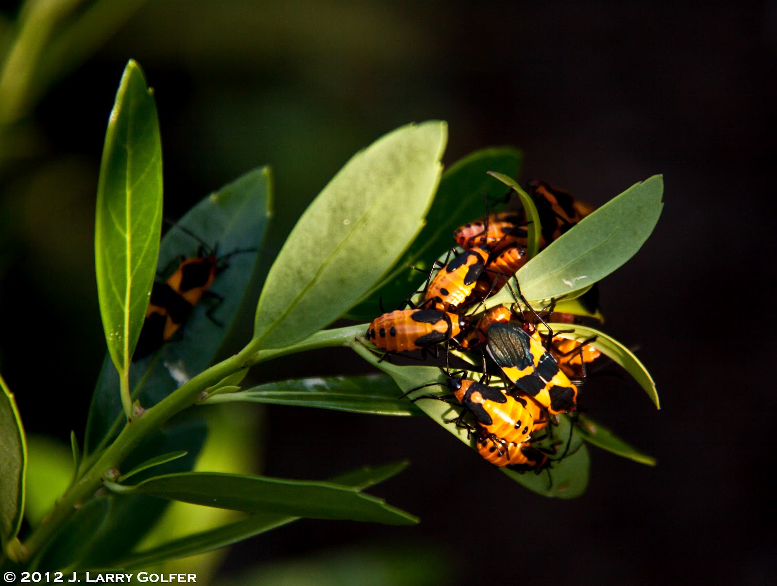 Milkweed Bug