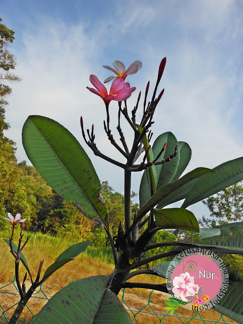 Cetusan Rasa: Bunga Kemboja