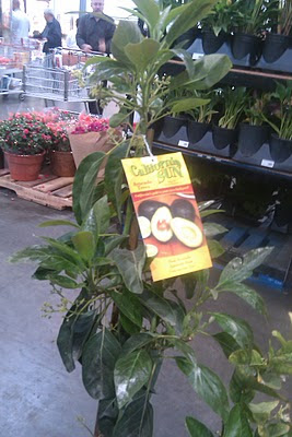 The Good Life: Trees at Costco!