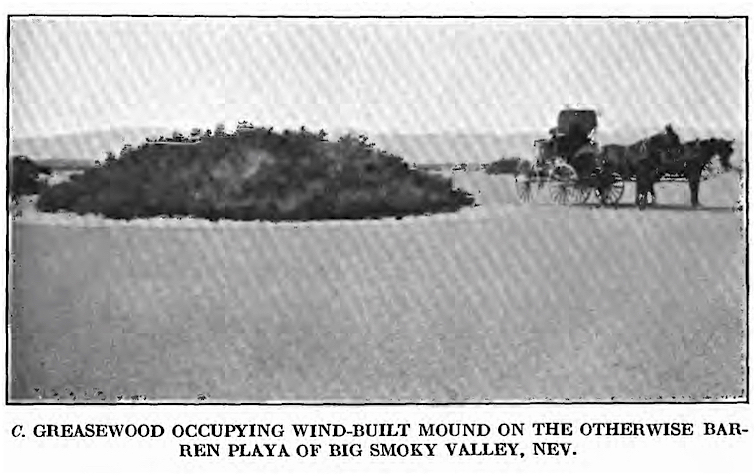 In the Company of Plants and Rocks: Bad Water, Sweet Water, and Greasewood