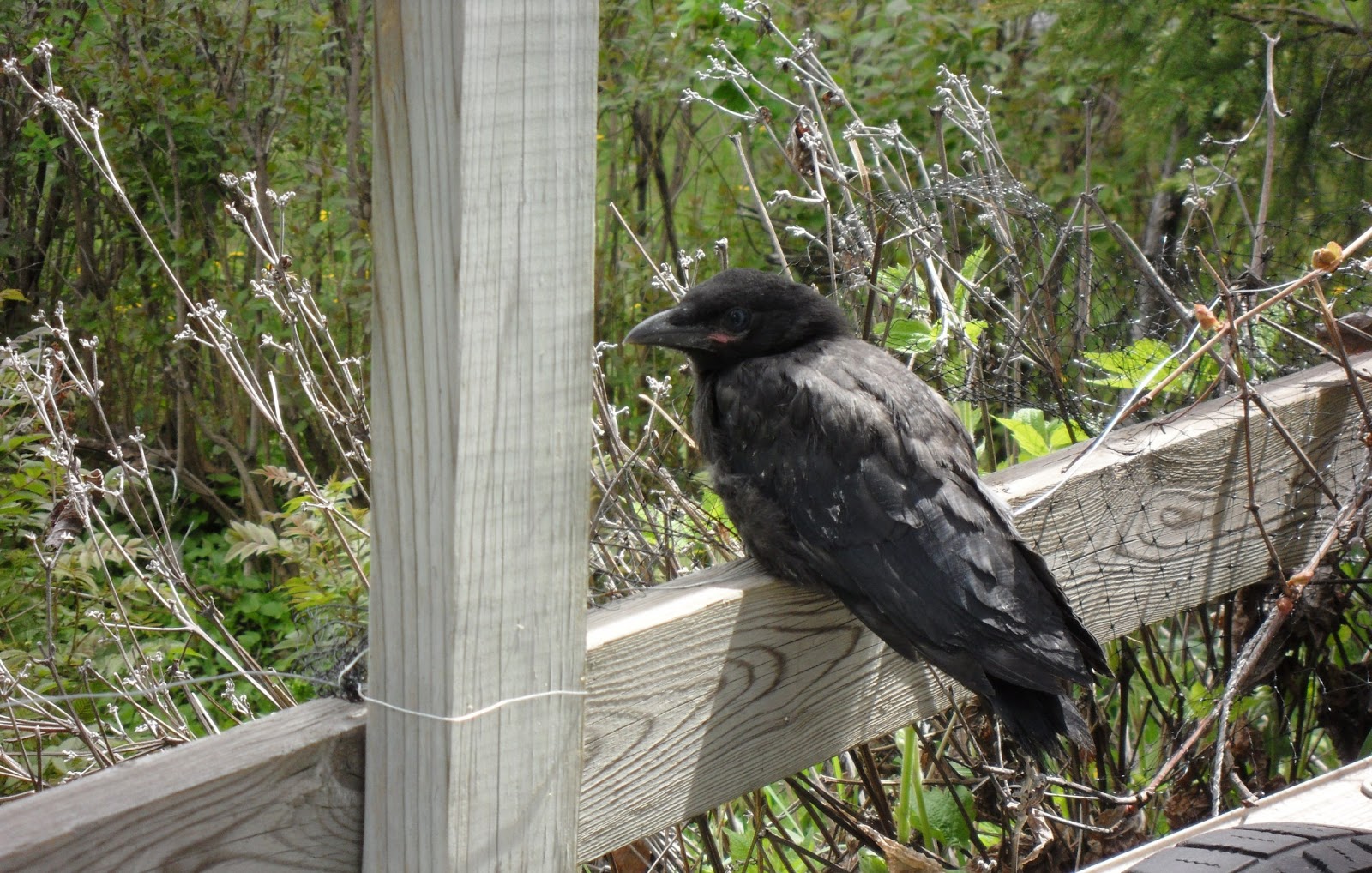 northshorewoman: fledgling crow