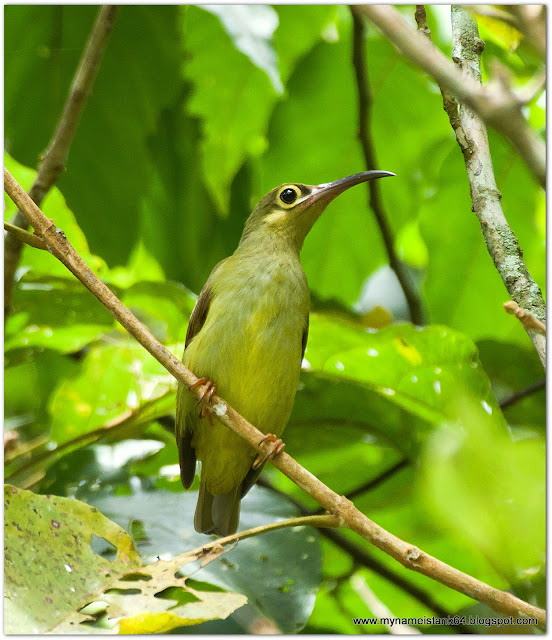 Birds of Malaysia @ mynameistank64: The Hunter...