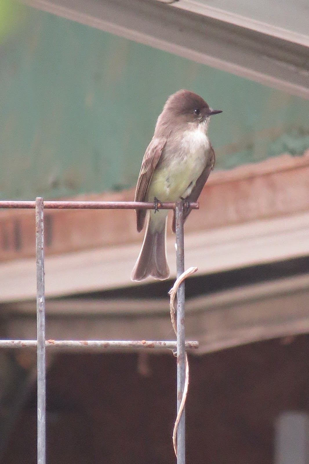 Simply Living: Fee-bee! Fee-bee!