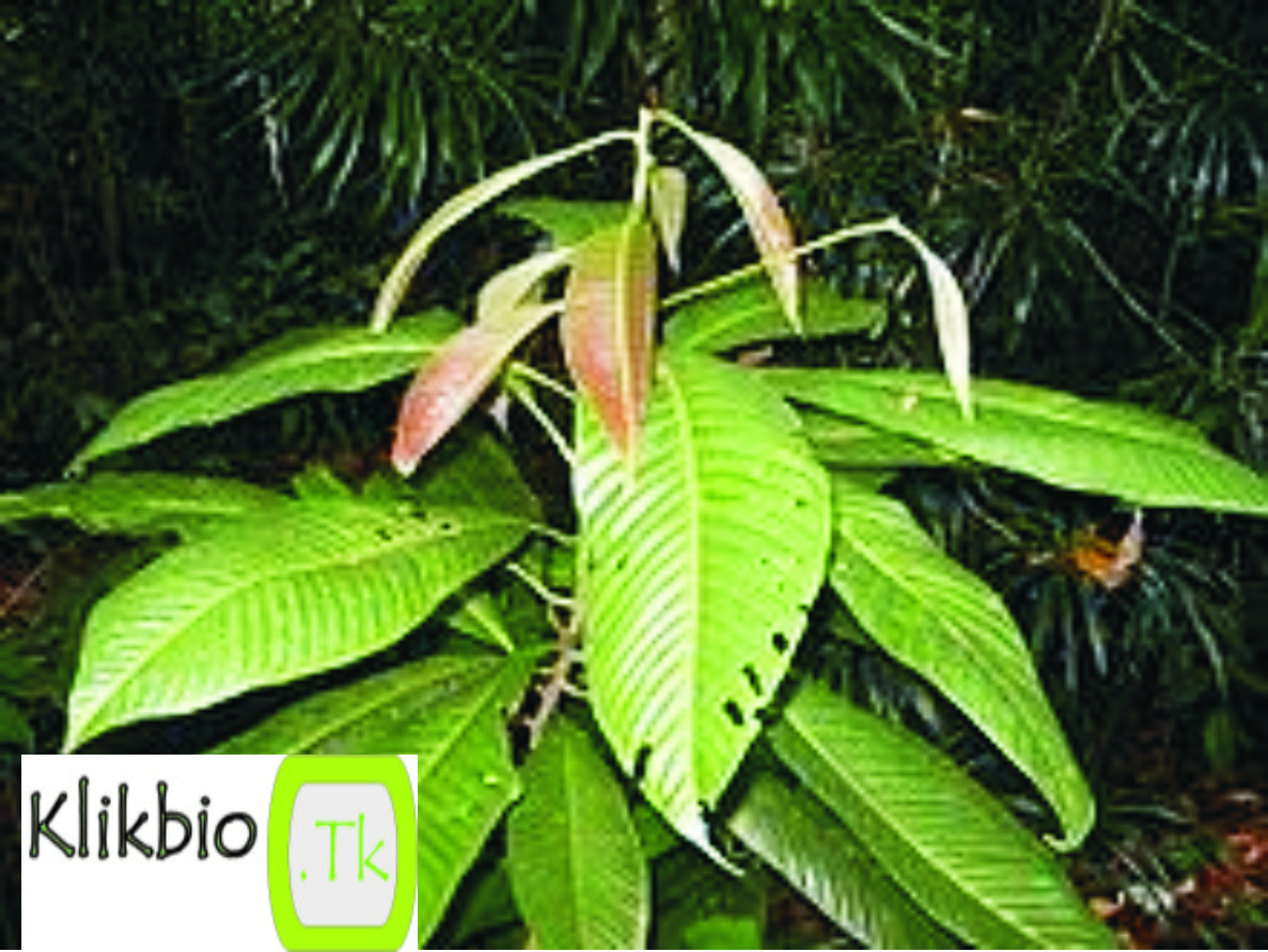 Classification (Taxonomy), General Characteristics, Order subclass ...