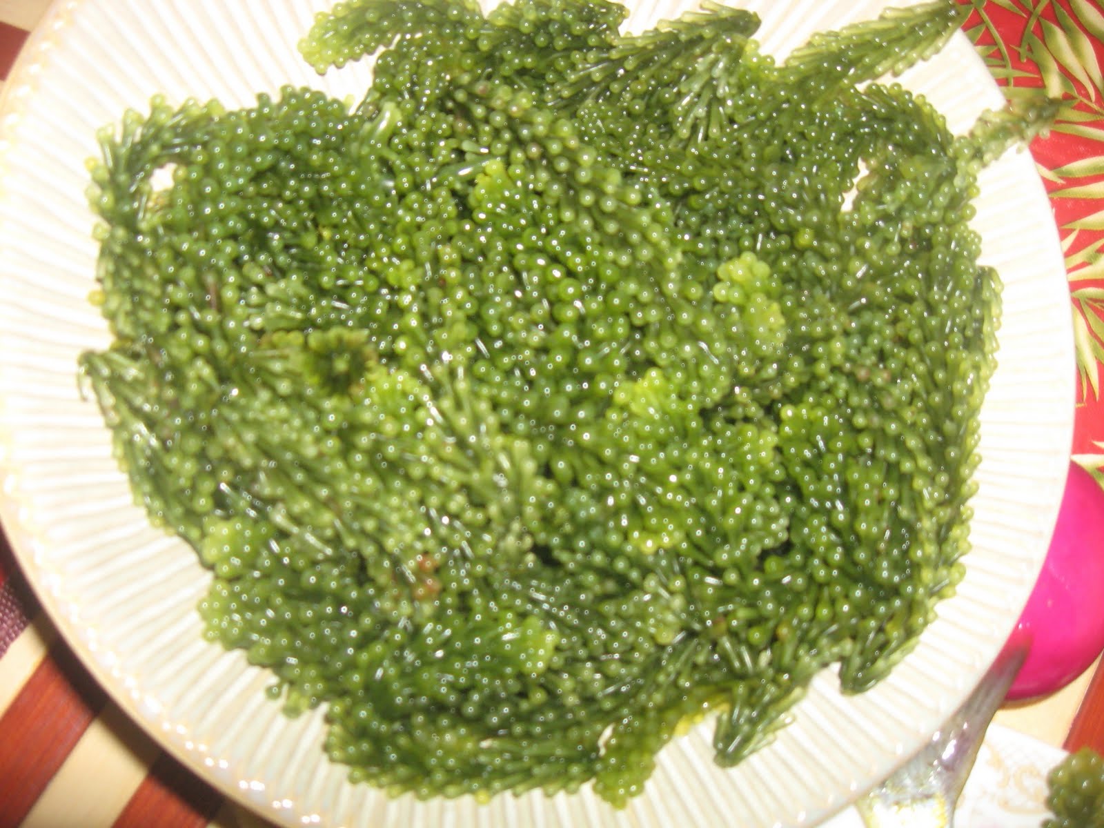 Rumput Laut Indonesia: Edible seaweed di berbagai tempat dengan ...