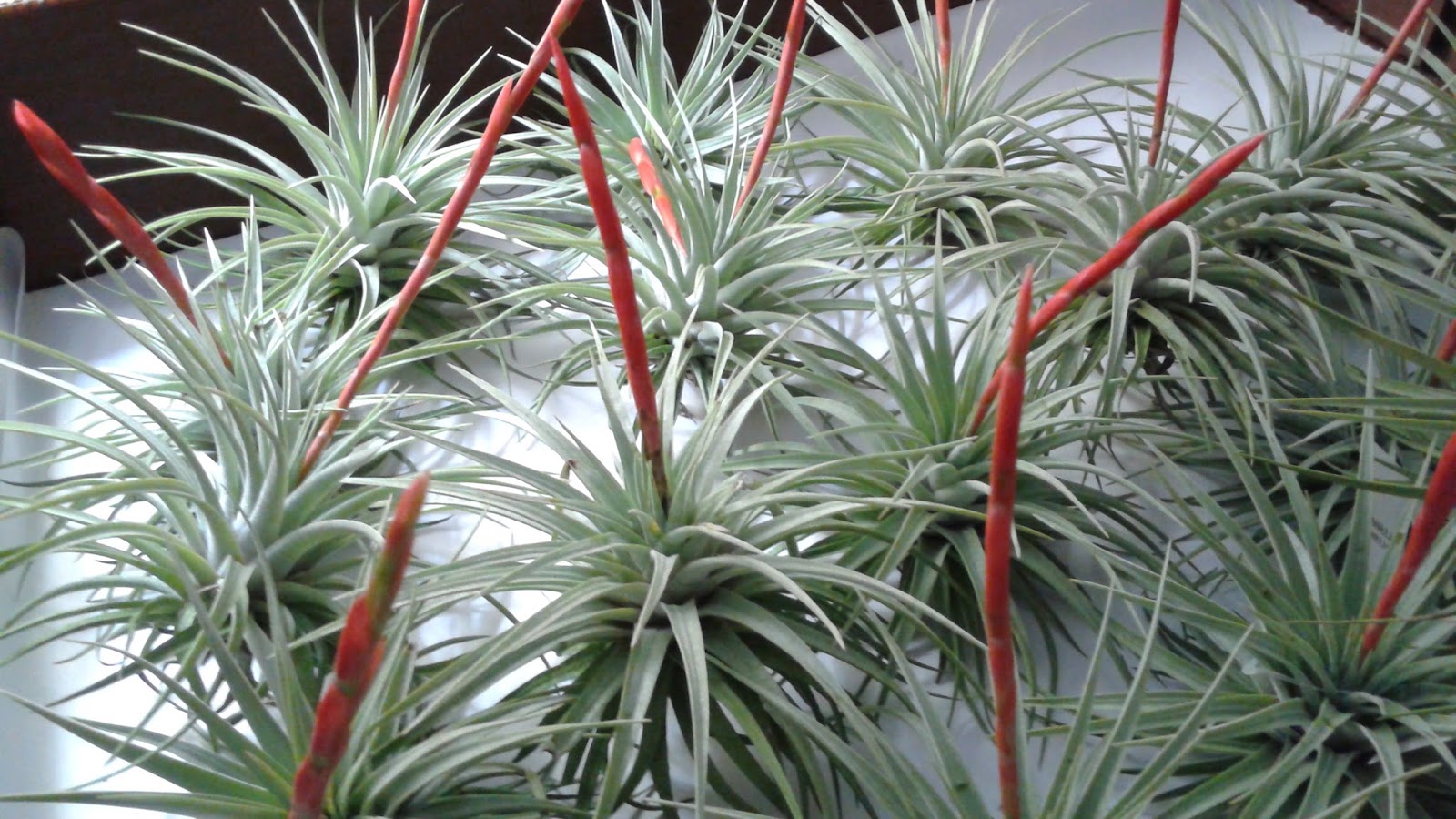 HeyPlantMan! Exotic Tropical Plants from St. Pete FL: Air Plants - Easy ...