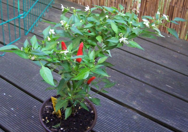 Chili Farmer: Pflanzenbeschreibung: Piri Piri Chili