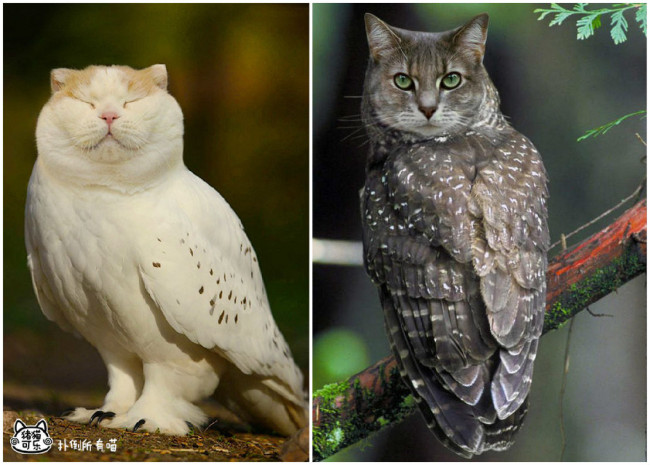 El gato y el búho se combinan para formar el híbrido adorablemente ...