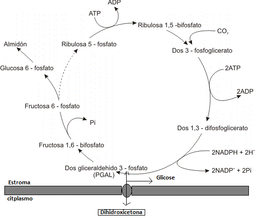 Fisiologia Vegetal: Fotossíntese