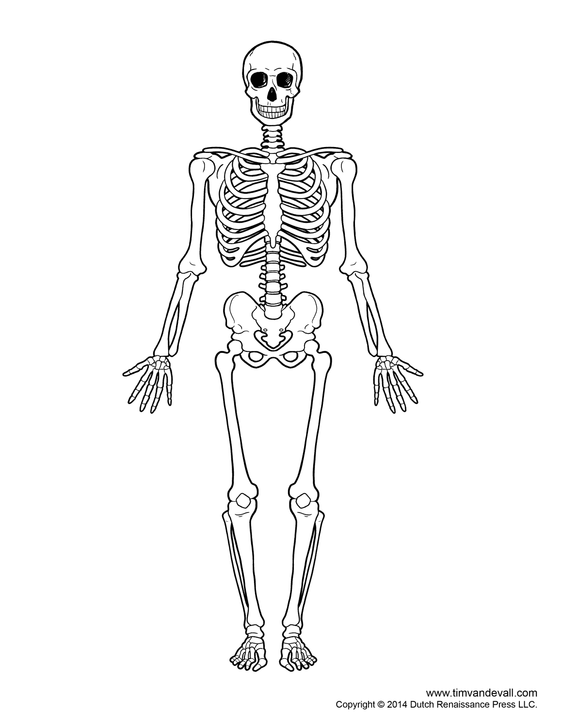 Teaching the Kid: Bones, Bones, Analogous Bones.