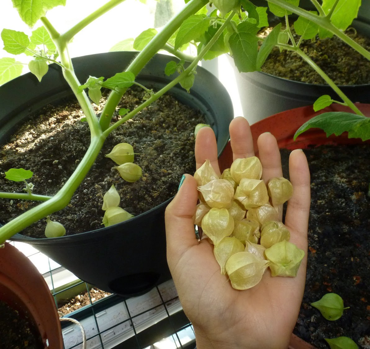Anita's Health Blog: Cossack Pineapple Ground Cherry tomatoes