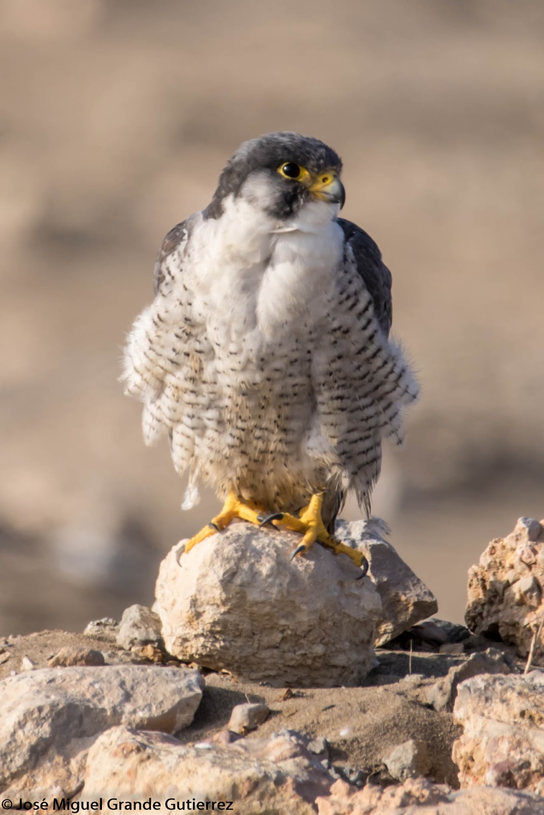 AVES DEL CIELO - BIRDS OF HEAVEN: Falco peregrinus calidus-Falcón ...