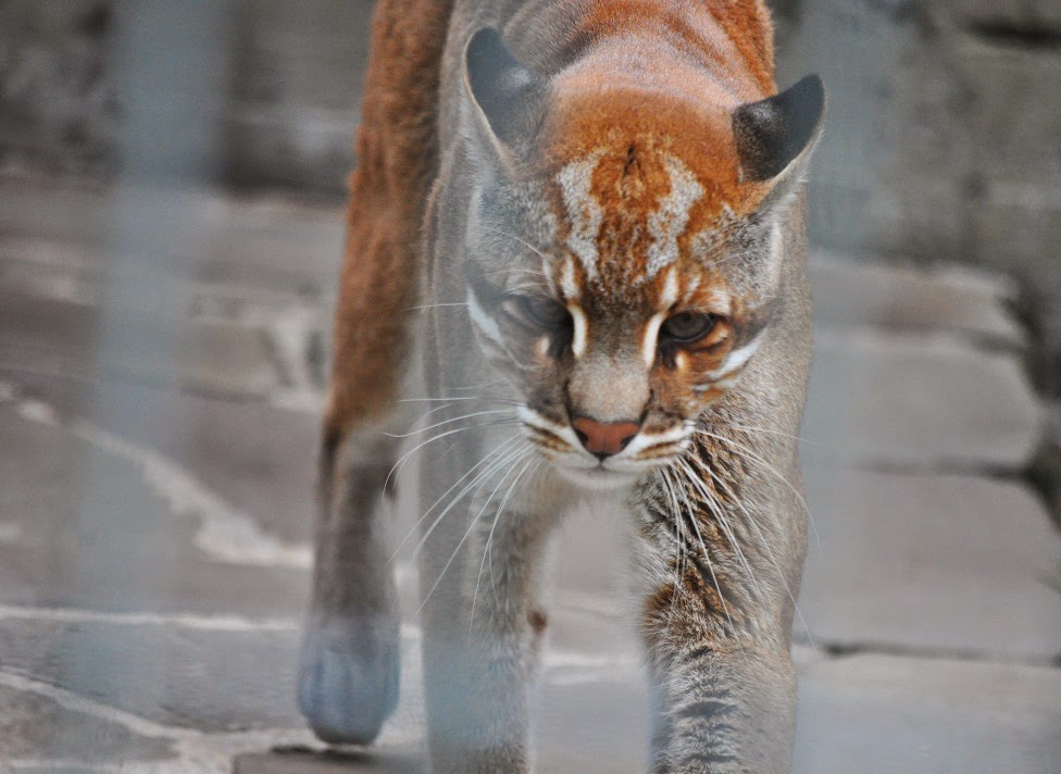 ZOOTOGRAFIANDO (6.100 ANIMALS): GATO DORADO ASIÁTICO / ASIAN GOLDEN CAT ...