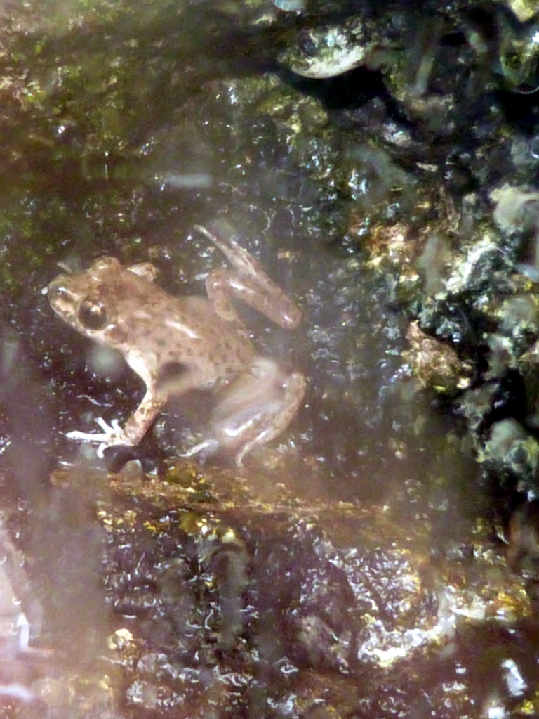 Taxonomía Chordata: Clase Amphibia