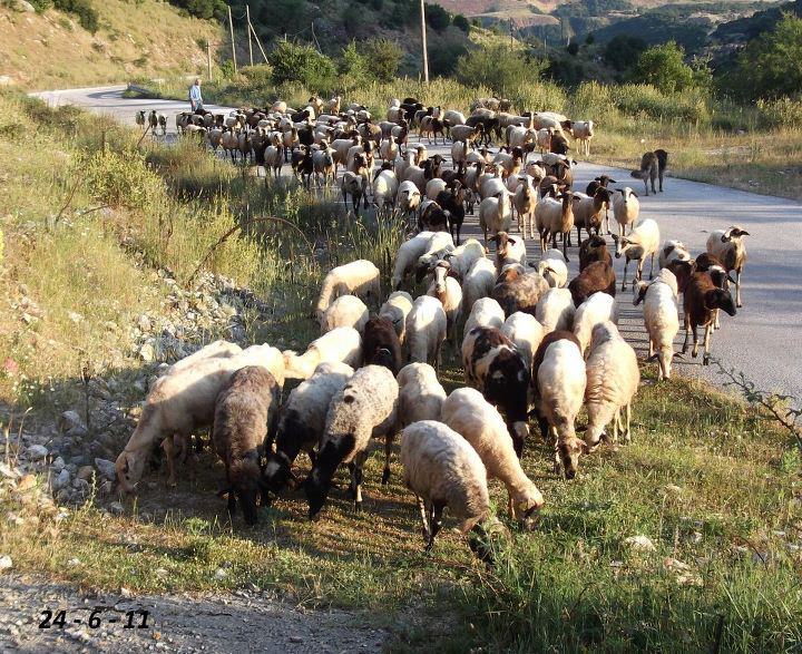 ΓΑΛΑΚΤΟΚΟΜΙΚΑ ΠΡΟΙΟΝΤΑ ΚΡΗΤΗΣ: Γαλακτοκομικά προϊόντα Κρητης