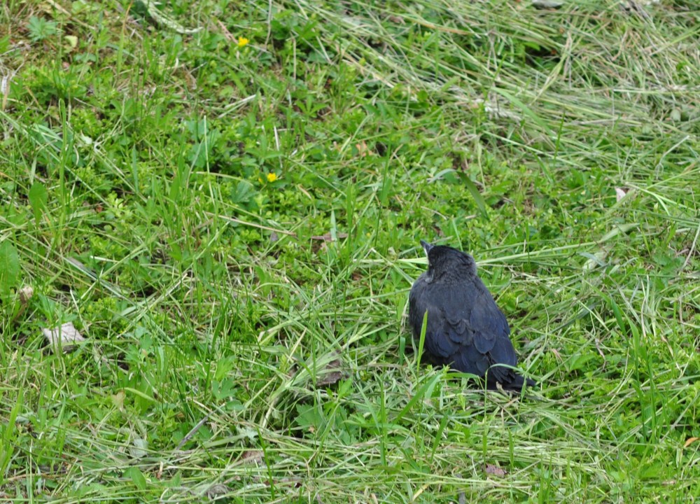 Catalin Negru: Puiul...de Stancuta