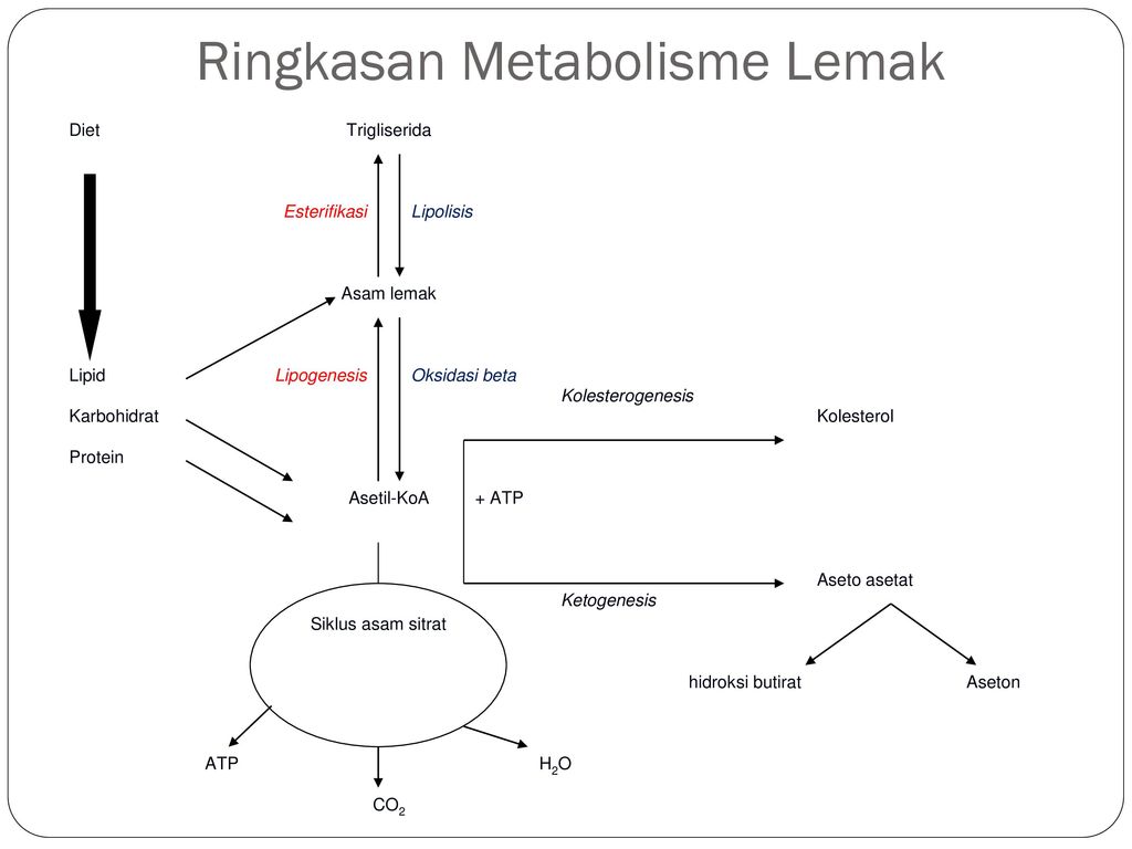 METABOLISME