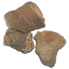 Behman Surkh Garden Sage Red Sage: Behman Surkh