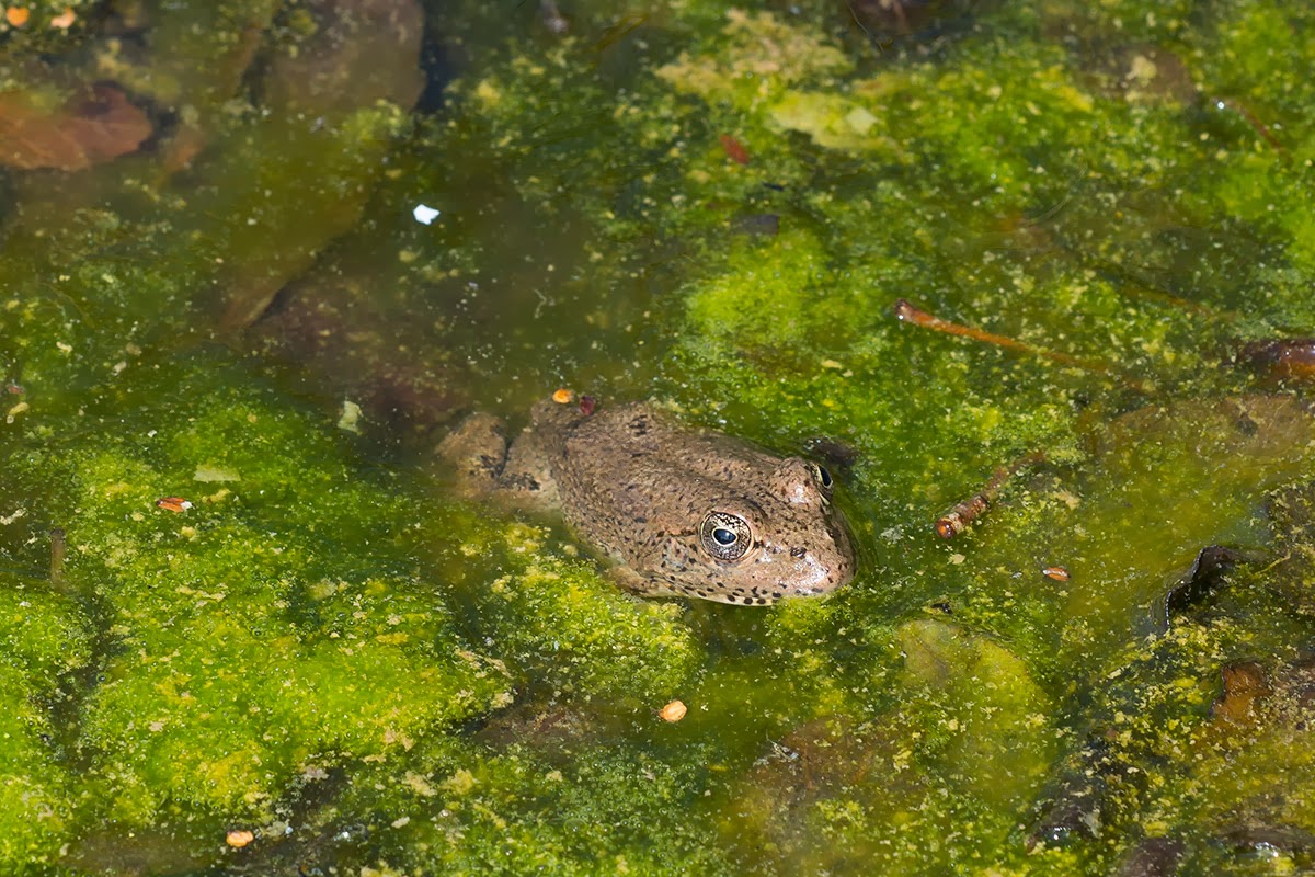 Yorkshire Field Herping and Wildlife Photography: Cyprus 2014 Lizards ...