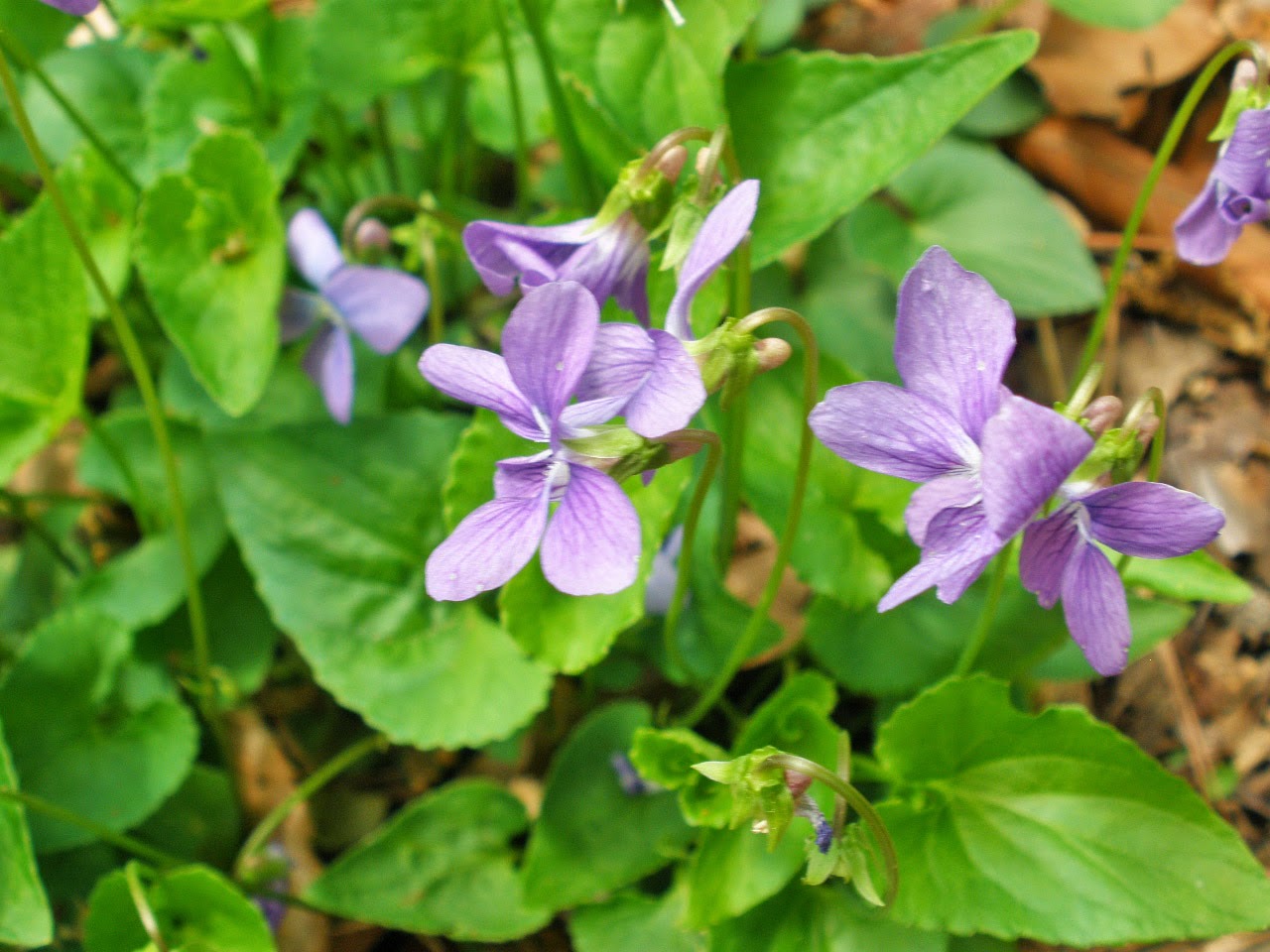 MARIETTE'S BACK TO BASICS: {Our Wild Violets}